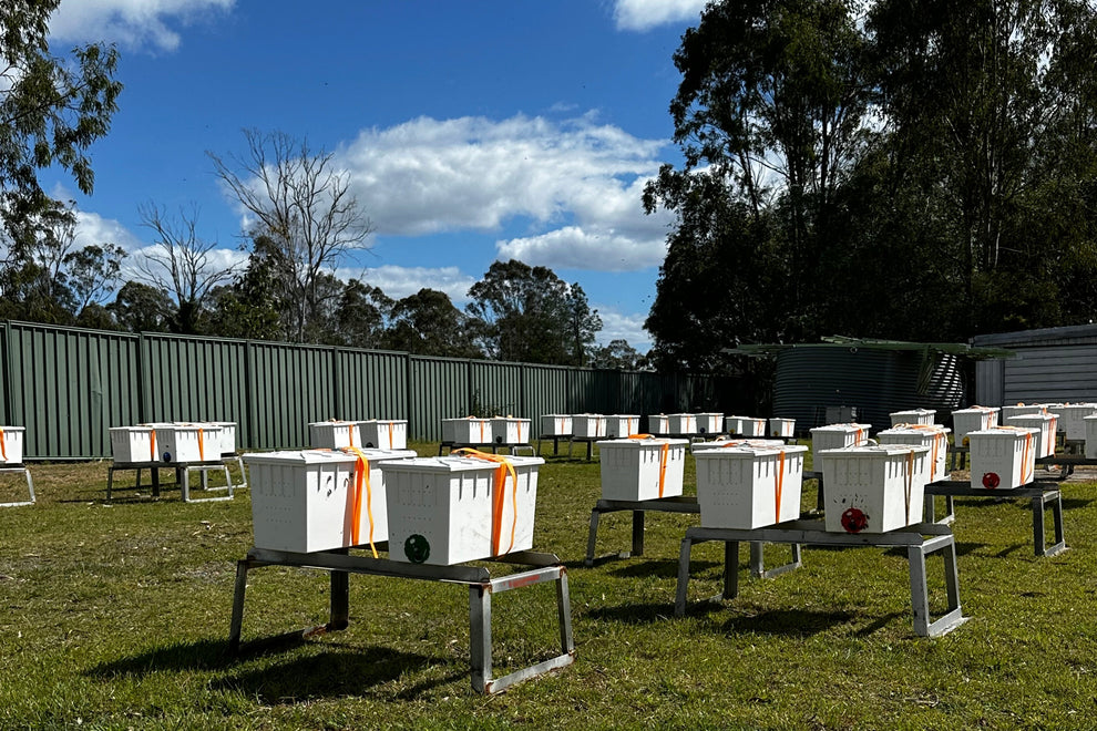 5 Frame Nuc Beehive – Beekeeping Supplies Australia